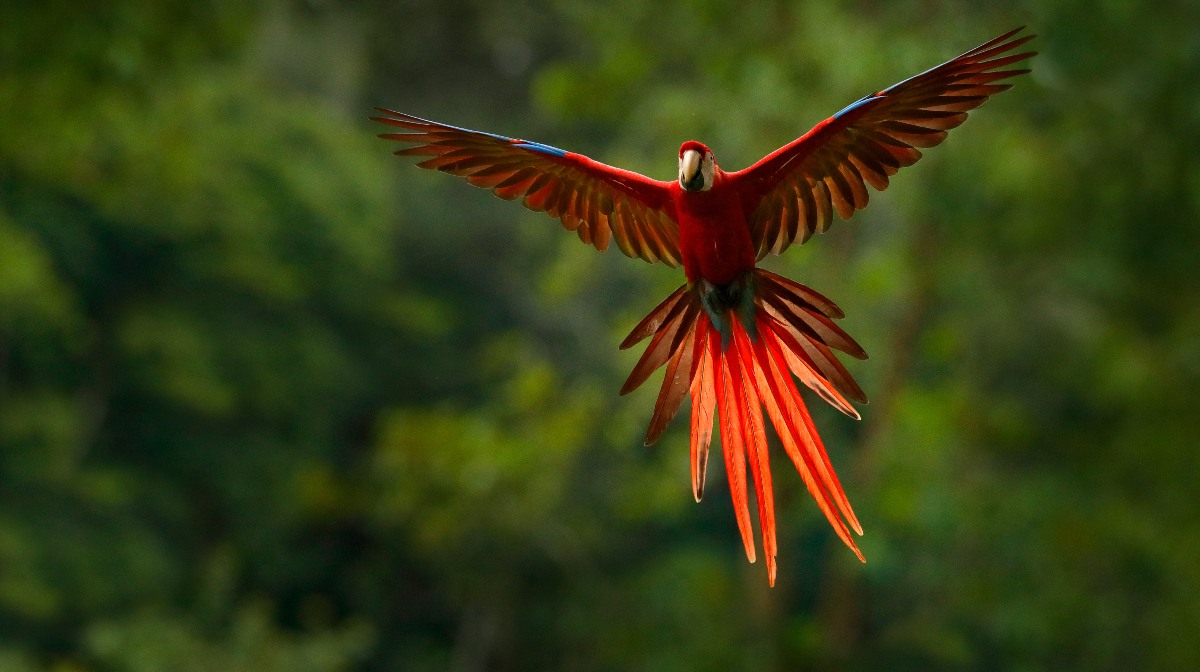 Así es la guacamaya roja, el ave que luce su plumaje multicolor en las ...